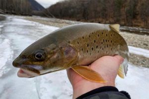 Рыба ленок: фото, описание, польза и вред, рецепты приготовления